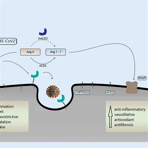 9 Schematic Representation Of The Correlation Between Sars Cov 2 And