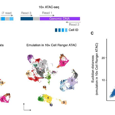 Translation Of Scatac Seq Reads A Read Structures Of Sci Atac Seq