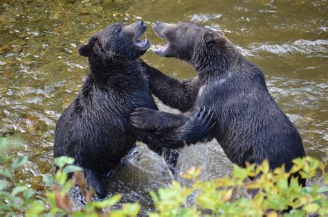 Guide Photos Grizzly Bear Tours And Whale Watching Knight Inlet
