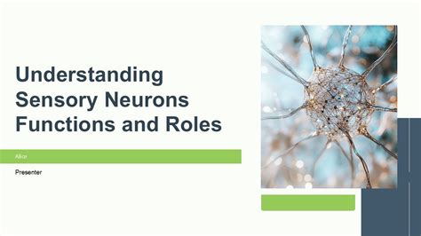 Understanding Sensory Neurons Functions And Roles Ppt Slides St Ai