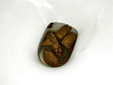 Morning Poo Image 2253155 Thisvid Tube Morning Poo Image 2253155 Thisvid Tube