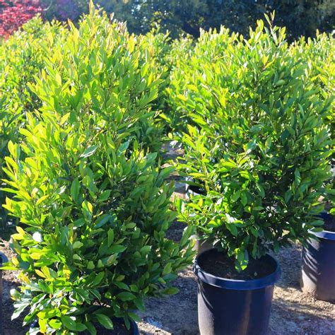 Carolina Cherry Laurel Hedge Carolina Cherry Laurel Prunus