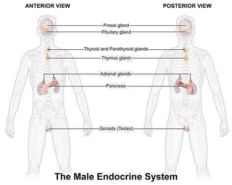Endocrine System Labeled Diagram