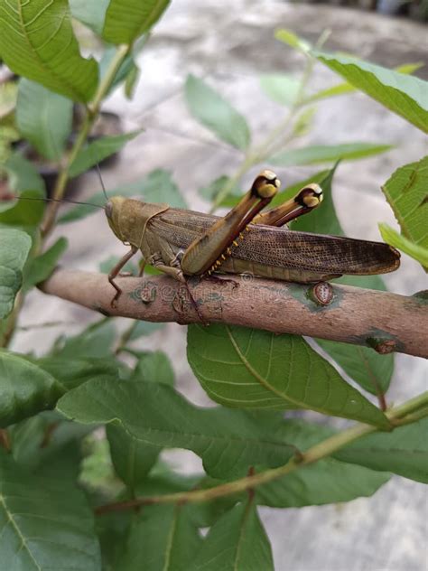 A Large Brown Grasshopper Was On The Branch Of A Guava Tree Stock Image