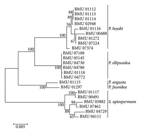 maximum likelihood tree based on the analysis produced from the