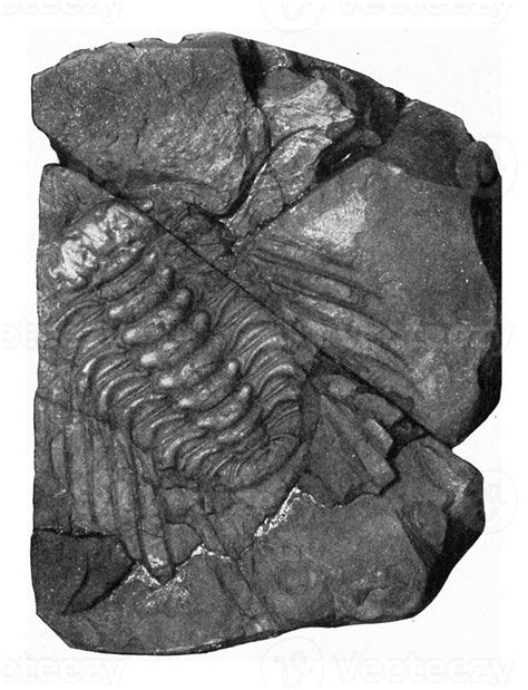 Acidaspis Trilobite Of The Lower Silurian Of Bohemia Vintage