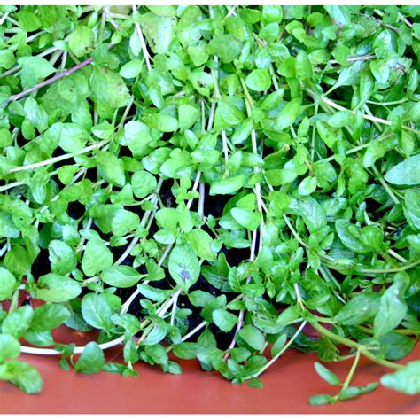 Essential Oil Pennyroyal 12ml Silverstone
