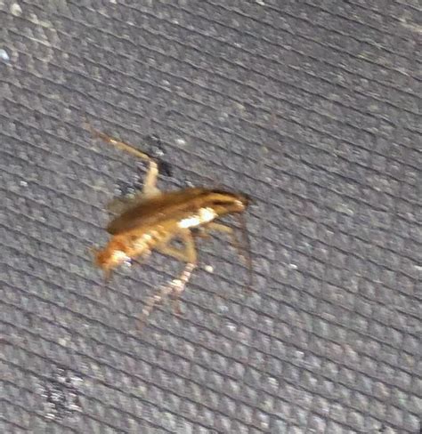 What Is This Not A Roach Found In Florida In My Car Rinsects
