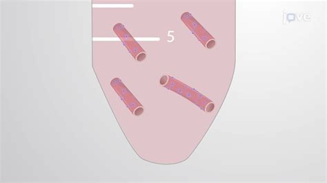 Video Purifying Capillaries From A Porcine Brain Experiment