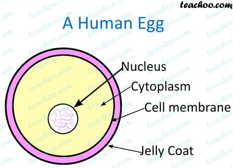 Celleveggdiagram