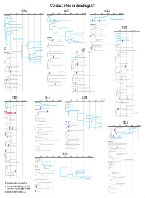 Figure 9 From Functional Effects Of Distinct Innervation Styles Of