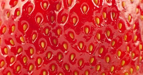 Strawberry Seed Under Microscope At Vernon Virgil Blog