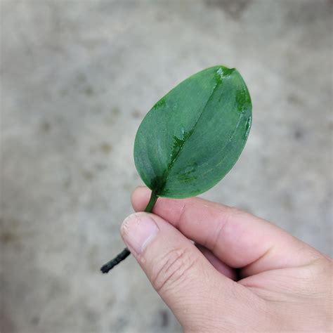 Scindapsus Jade Satin Plant For Sale Peace Love And Happiness Club