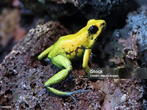 Katak Panah Racun Emas Katak Racun Emas Katak Panah Emas Katak Panah Beracun Yang Mengerikan