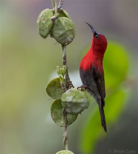 Crimson Sunbird Aethopyga Siparaja Juzaphoto