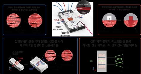 인공 뇌신경 네트워크 구축 신경 조절·모니터링 기술 개발