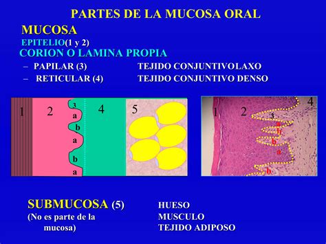 Epitelio Mucosa Oral