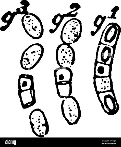 Spore Germination Stock Vector Images Alamy