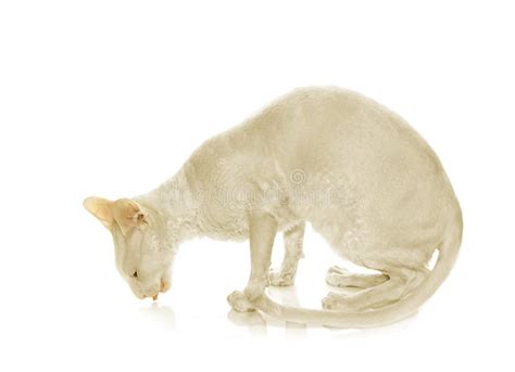 White Cornish Rex Picture Image 4933261