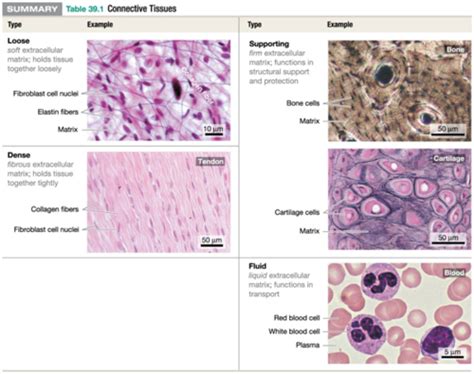 Biol 2500 Quiz 4 Review Flashcards Quizlet
