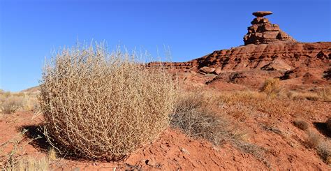 Images Tumbleweed Tumbleweed Storm