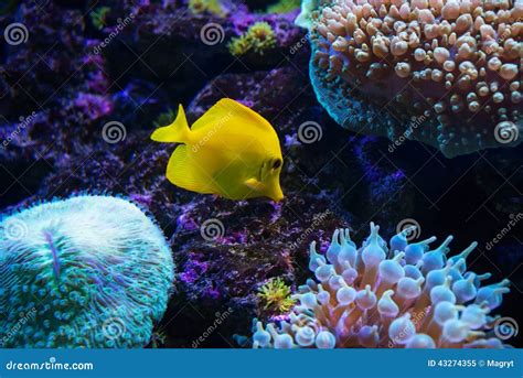 De Tropische Vis Zwemt Dichtbij Koraalrif Stock Afbeelding Image Of