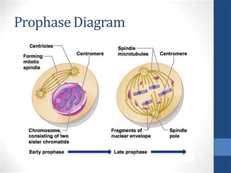 Mitosis Prophase