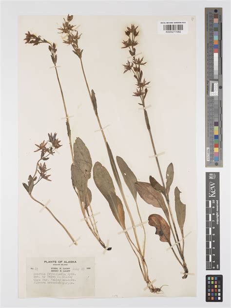 Swertia Perennis Var Perennis Plants Of The World Online Kew Science