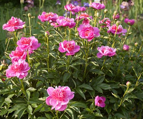 Bijūnas ‚neon‘ Dariaus Gėlės