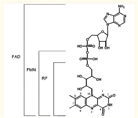 Riboflavin Chemical Structure And Its Sources Braun Papenburg
