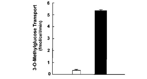 Glucose Transport Activity In Isolated Rat White Adipose Cells