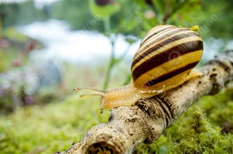 Snail Slowly Creeping Along Super Macro Close Up Photo Background And