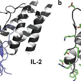 Il 2 Receptor Complex And Signaling Capture Of Il 2 By The Receptor A