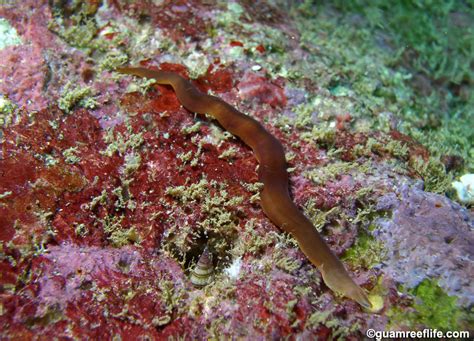 Nemerteans Guamreeflife