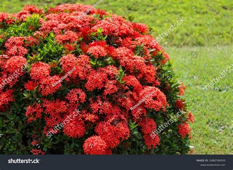 Pyrocantha Coccinea Photos Images And Pictures Shutterstock