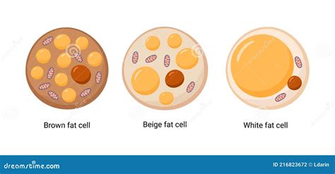Adipose Tissue Or Body Fat Anatomical Inner Cell Structure Outline