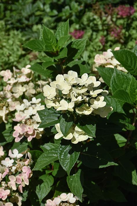 Early Evolution Hydrangea Hydrangea Paniculata Aj14 In St Thomas
