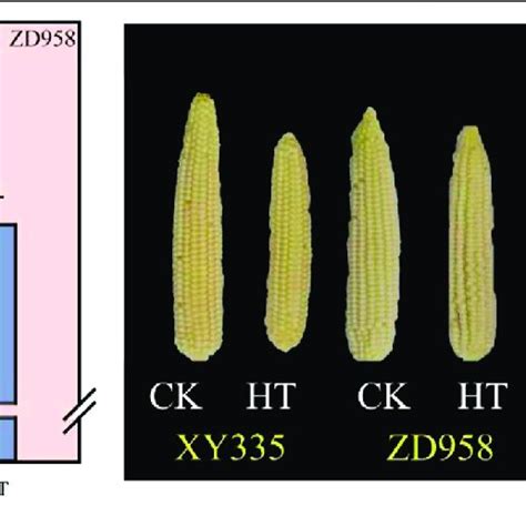 Effects Of Heat Stress On The Kernel Number Of Maize Varieties Zd958
