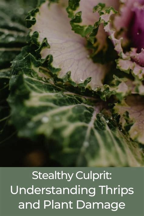 Stealthy Culprit Understanding Thrips And Plant Damage