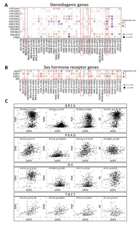 A Comprehensive Pan Cancer Analysis Of The Mitochondrial Uncoupling