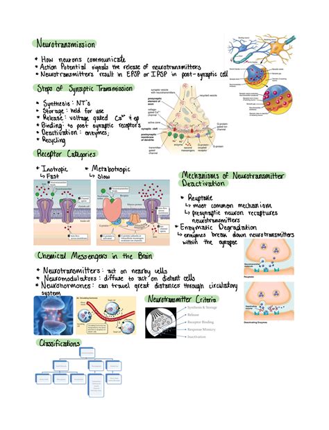 Neurotransmission Professor Dr Eade Biol 217 Studocu