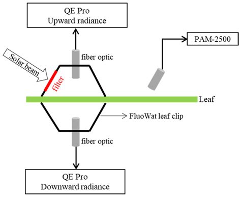 Scheme Of Measuring Spectroscopy And Pam Fluorescence On The Leaf