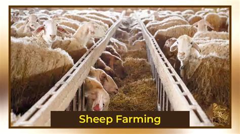 Profitable Livestock Farming Business Ideas In India 2026