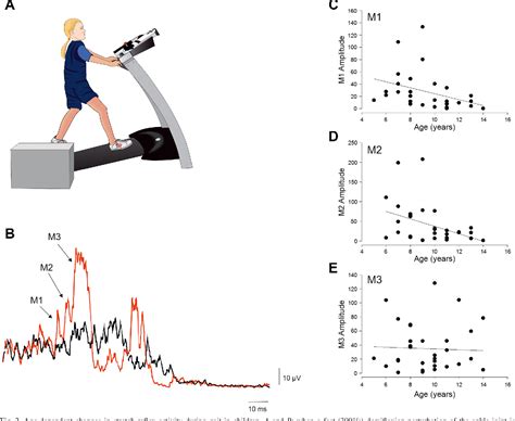 Figure 1 From Development And Aging Of Human Spinal Cord Circuitries