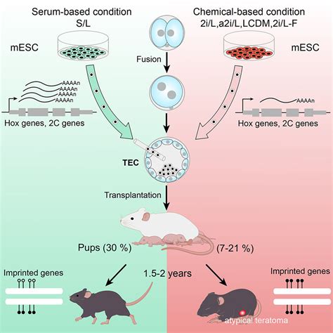 Culture Conditions Of Mouse Escs Impact The Tumor Appearance In Vivo Cell Reports
