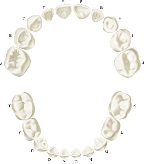 3 The Primary Deciduous Teeth Pocket Dentistry