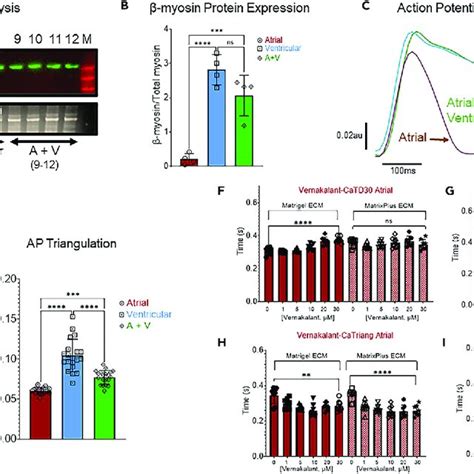 High Throughput Electrophysiology Analysis Of Chamber Specific Download Scientific Diagram