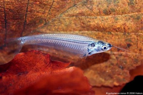 Kryptopterus Bicirrhis Acquariofilia Consapevole