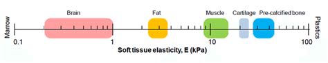 Elasticity Scale Of Soft Tissues Adapted From Reference 91