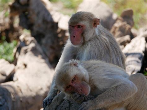 Same Sex Relationships Have Upsides For Rhesus Macaques Study Finds